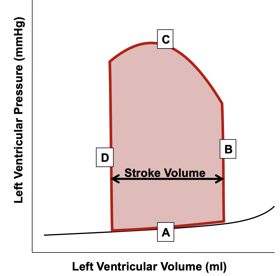 Pressure-volume loops – Basic Human Physiology